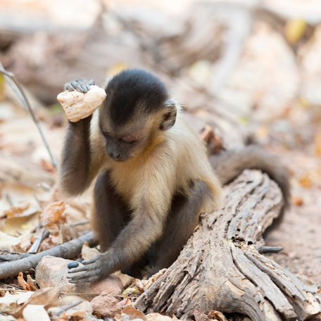 Cracking the (Nut) Case: The Evolution of Tool Use in Capuchins and ...