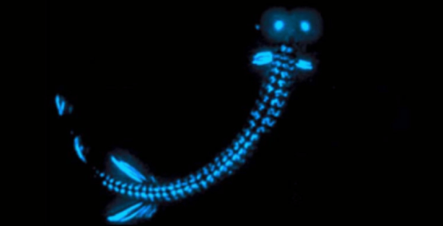 Hatchetfish Bioluminescence