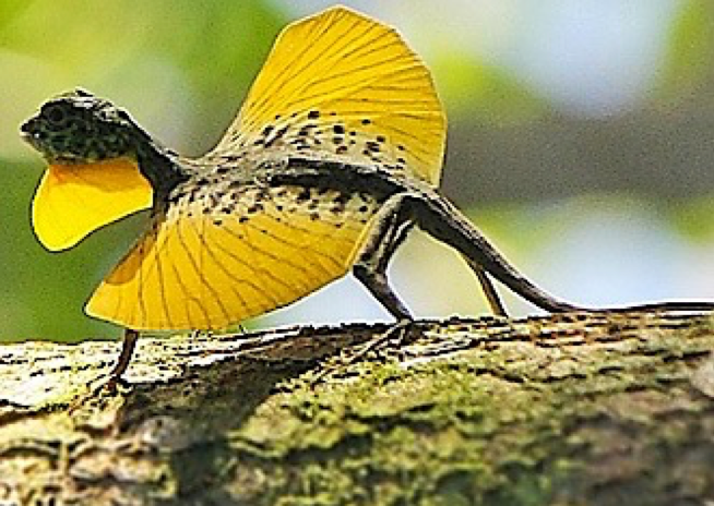 For the Love of Leaping Lizards! – The Evolution of Planet Earth