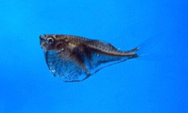 Hatchetfish Bioluminescence