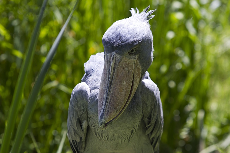 Shoebills, the Second Born Gets the Boot – The Evolution of Planet Earth