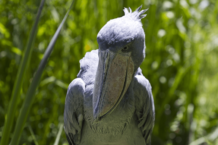 Shoebills, the Second Born Gets the Boot – The Evolution of Planet Earth