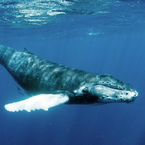 Planet Earth Blue Whale Whales Can Blow Bubbles… And Sing Too!
