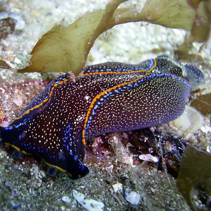 Slimy Trails and Predatory Snails* (*actually Slugs) – The Evolution of ...